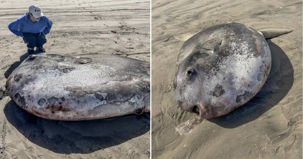 Giant Sunbathing Fish Washes Ashore In Unexpected Place - 9GAG