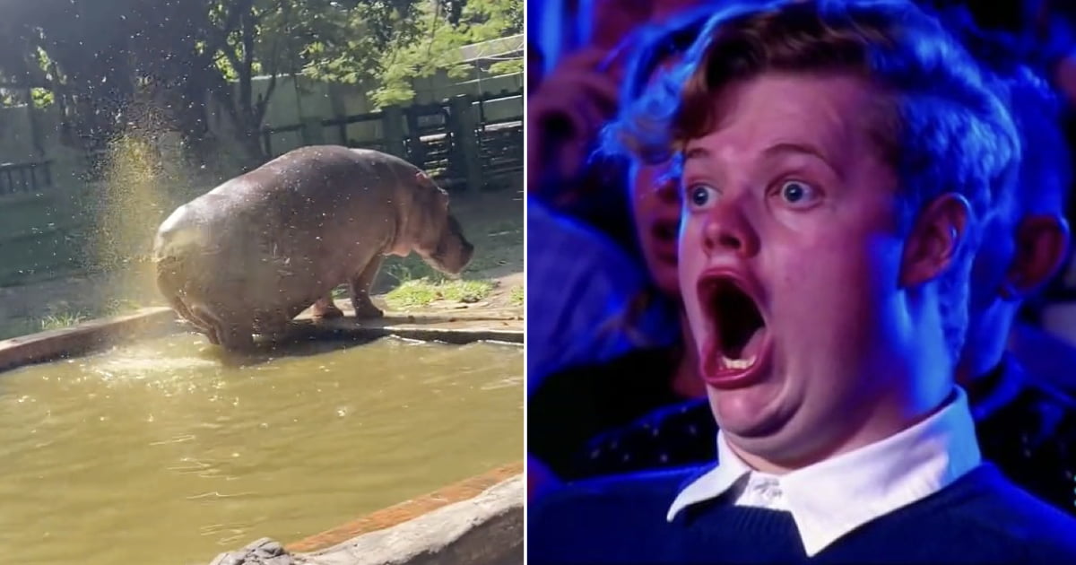 Hippo Splashes Zoo Visitors With Watery Faeces In Indonesia - 9GAG