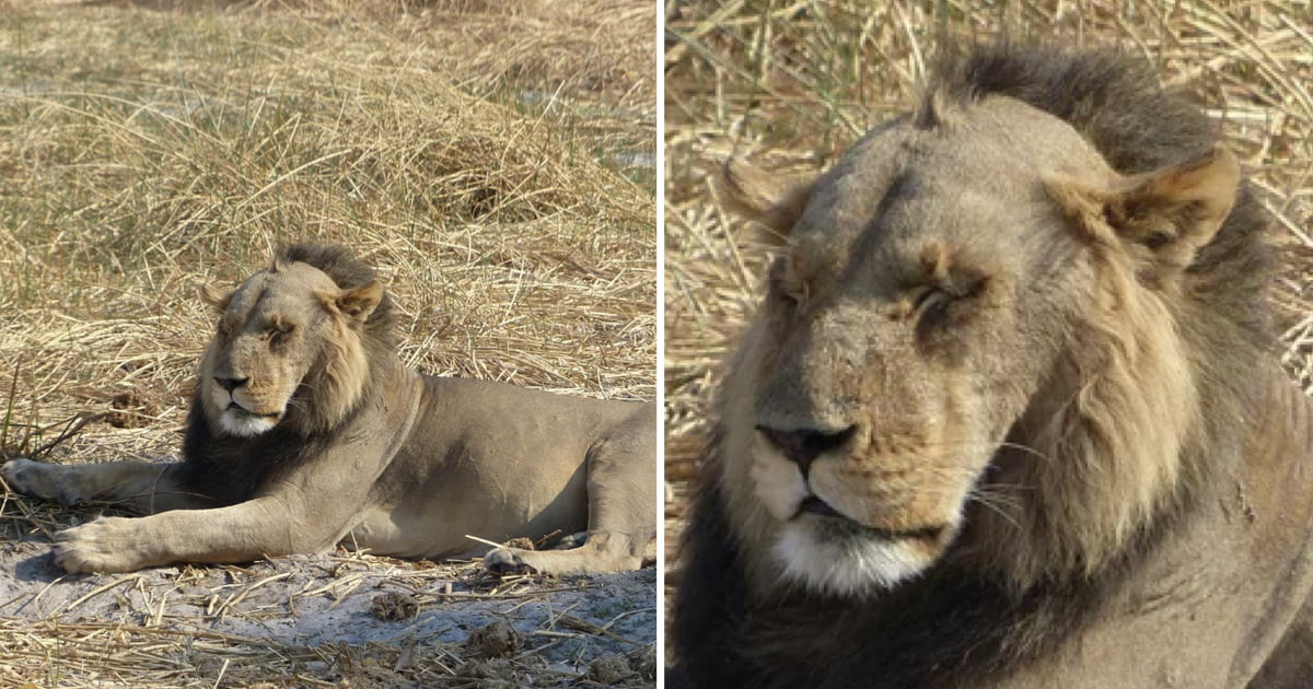 Lion Spotted With Receding Hairline - 9GAG
