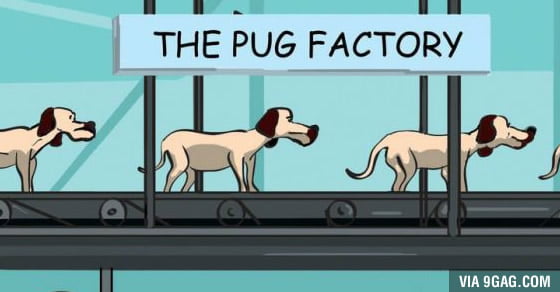 The art of making pugs ! - 9GAG