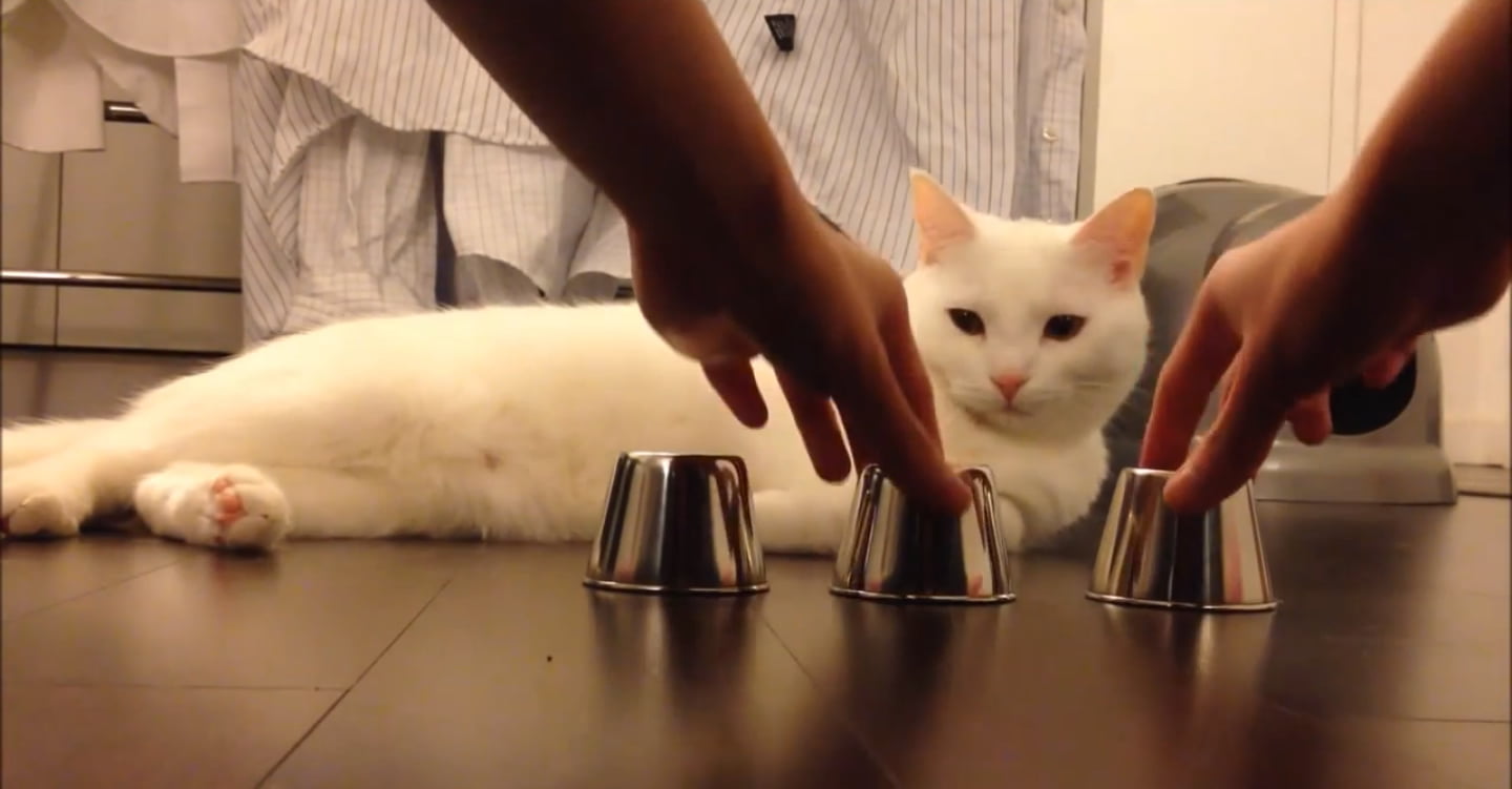 Puzzle-Solving Cat. - 9GAG