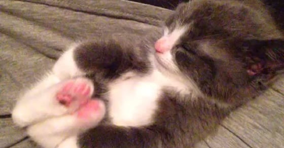 Kitten Toe Stretch - 9GAG