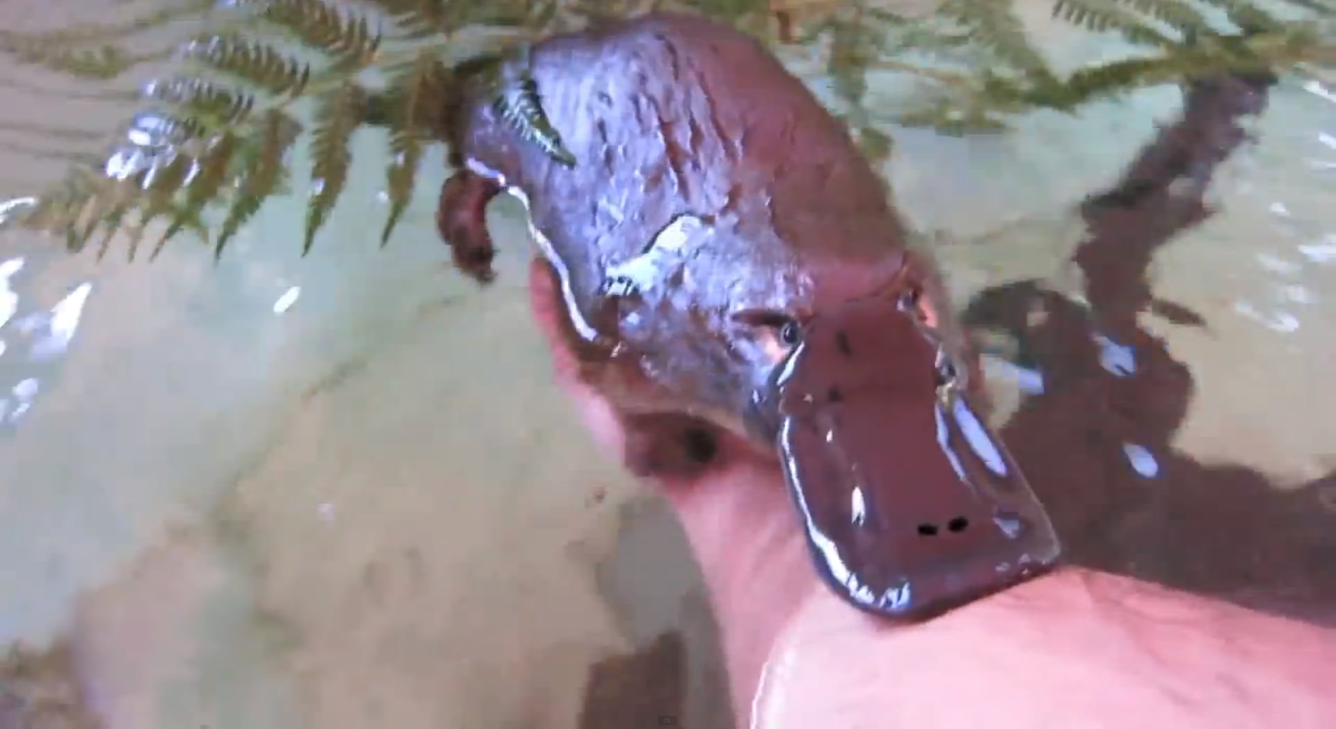 Hand Feeding & Playing With A Friendly Platypus - 9GAG