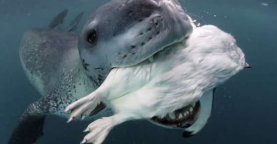 Good guy leopard seal - 9GAG