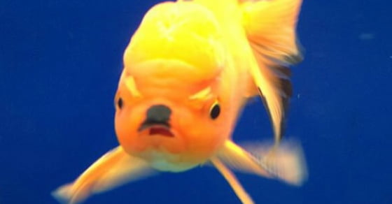 Angry Hitler Goldfish - 9GAG