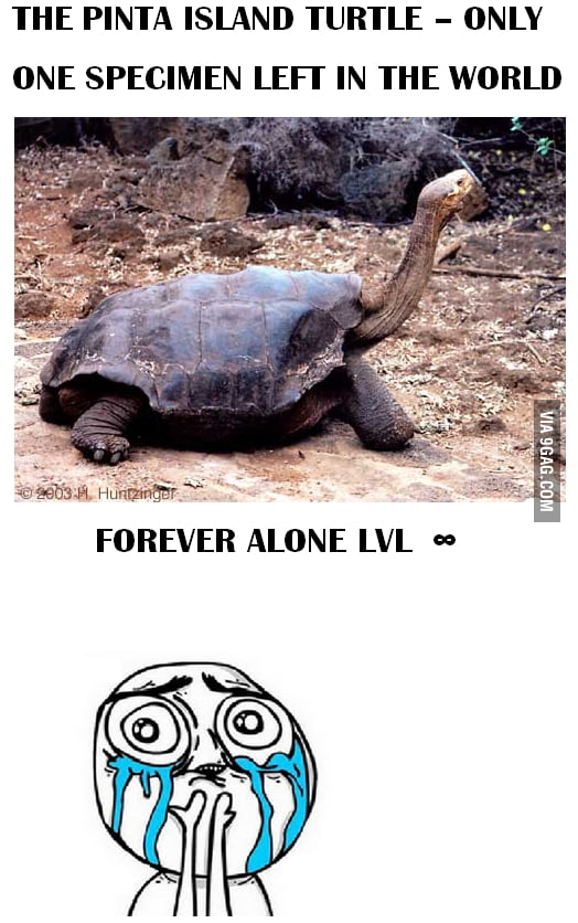 Poor little turtle... - 9GAG
