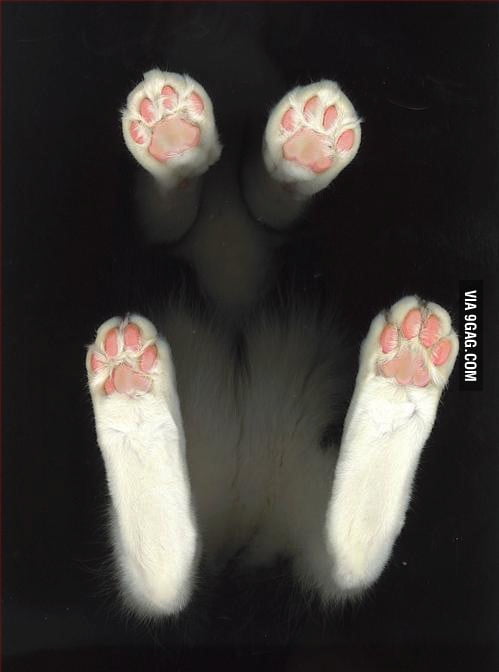My cat walking on the scanner - 9GAG