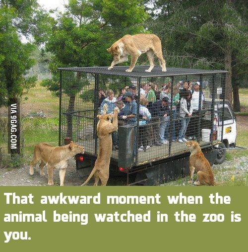 That awkward moment... in the ZOO - 9GAG