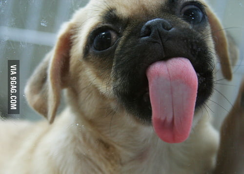 Lick 9gag