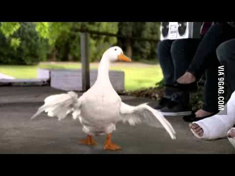 Most epic duck ever - 9GAG