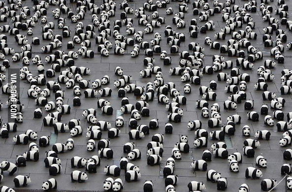 So Many Pandas! - 9GAG