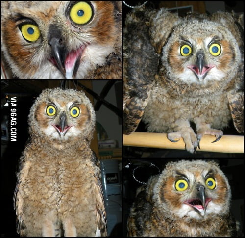 Shocked owl is shocked - 9GAG