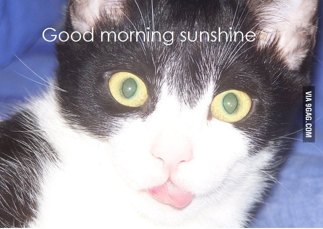 Epic cat face - 9GAG