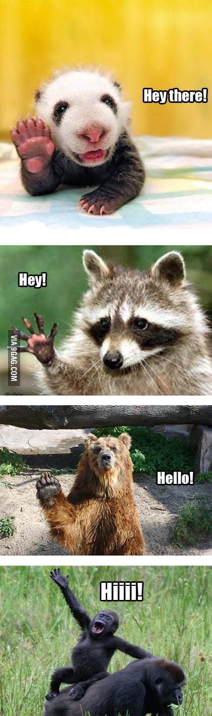 Just Animals saying hello - 9GAG