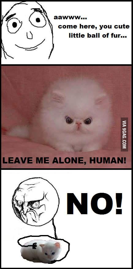 Cats are not friendly creatures :) - 9GAG