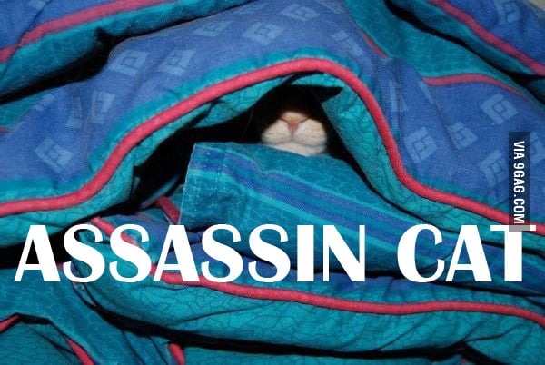 Assassin Cat - 9GAG