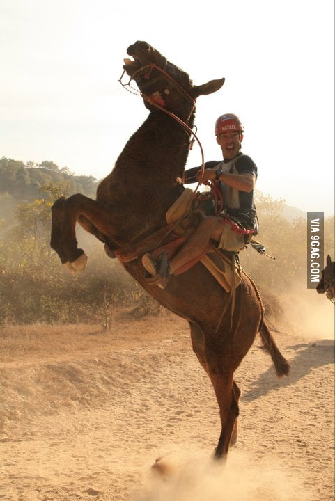 Meanwhile back on the ranch - 9GAG