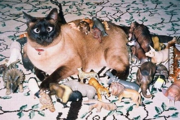 Strabic cat is strabic - 9GAG