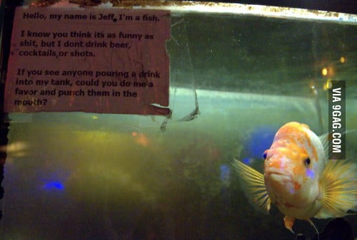 Jeff the fish really doesn't like alcohol. - 9GAG