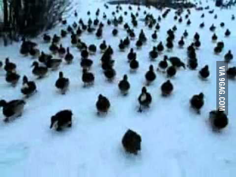 Join to the DUCK side - 9GAG