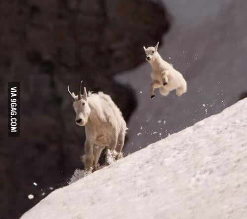 Skiing Goats - 9GAG