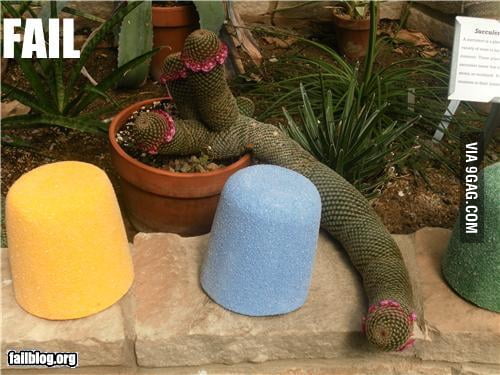 Well-Endowed Cactus - 9GAG