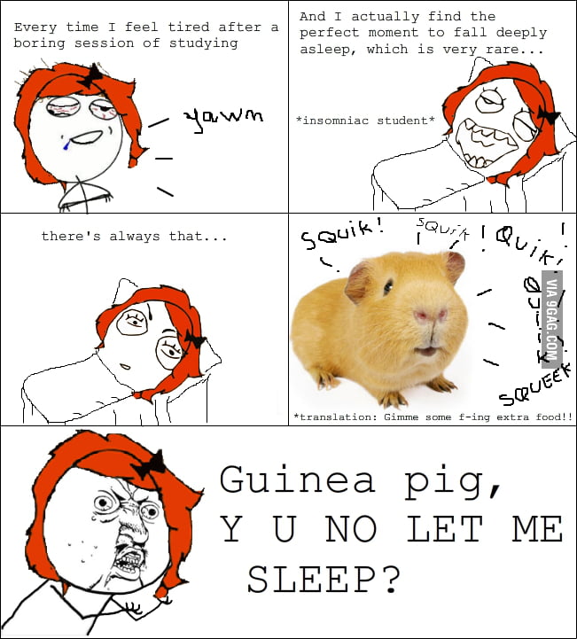 Guinea-pig troll - 9GAG