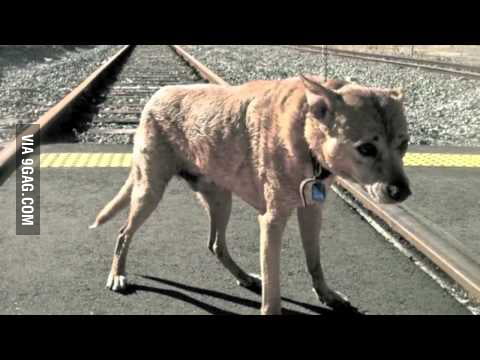 Crazy DINGO running mad! - 9GAG