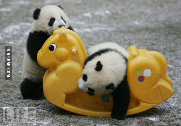 Panda Cubs Play With Rocking Horse - 9GAG