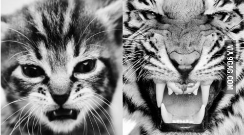 Big cat little cat - 9GAG