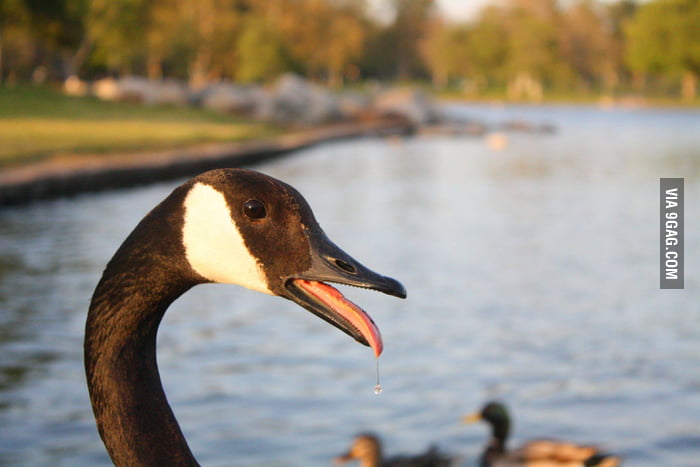 Caught a goose drooling at the park today - 9GAG