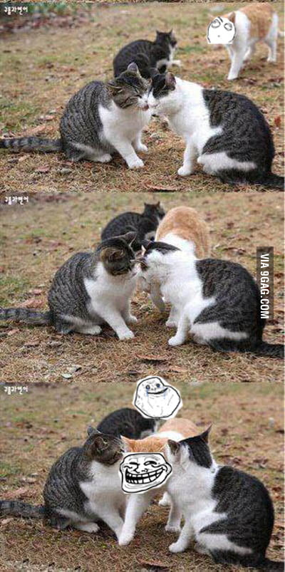 Troll cat - 9GAG