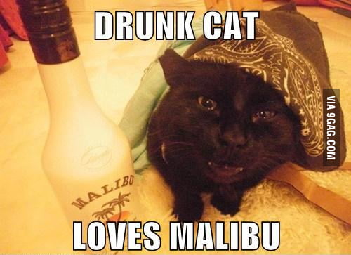 Malibu cat - 9GAG