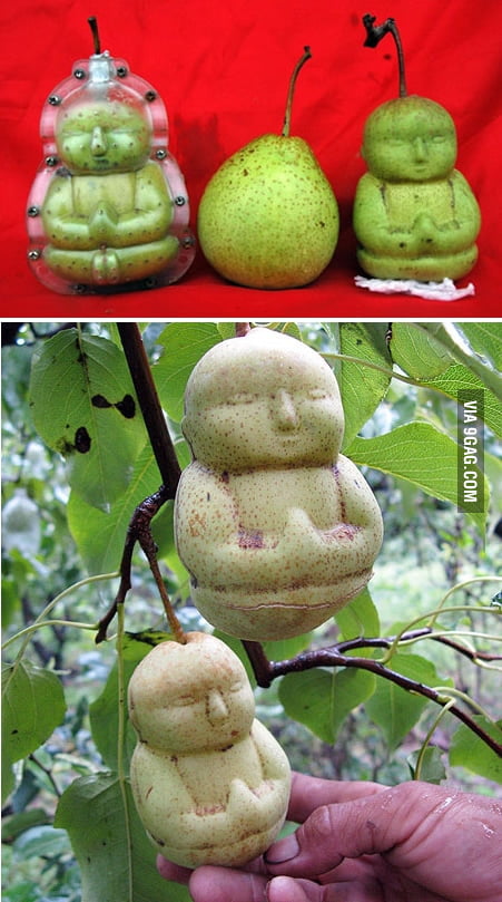 Baby shaped pears - 9GAG