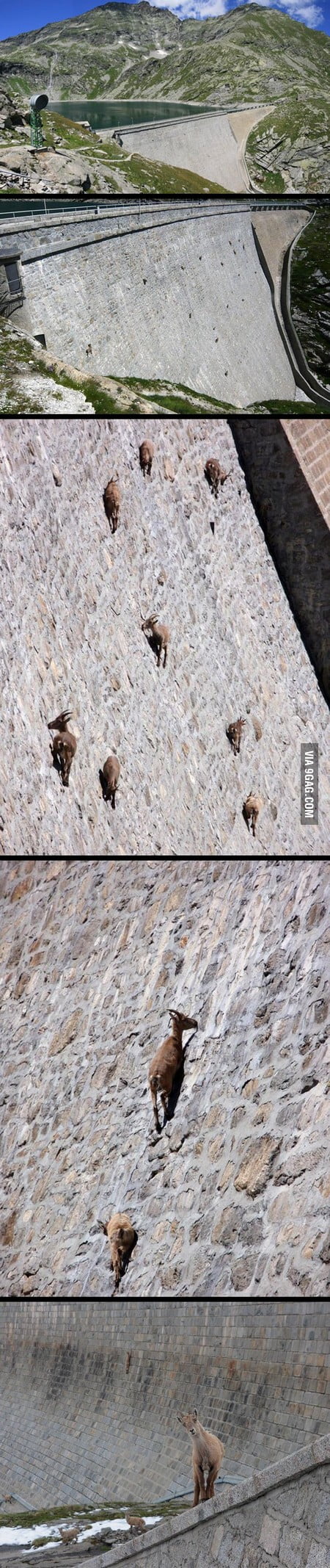 Damn goats - 9GAG