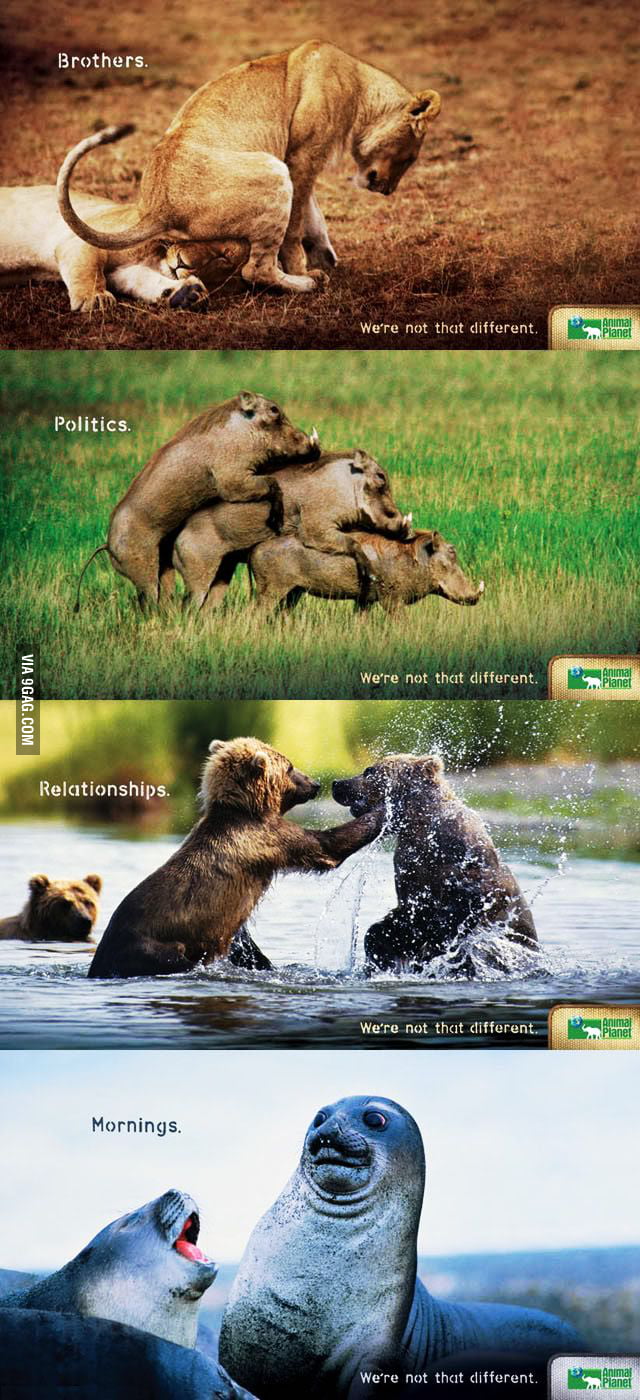 Animals and humans - 9GAG