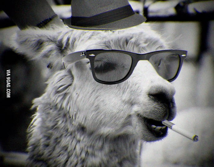 Cool Lama - 9GAG