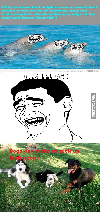 Troll dolphins [Fixed] - 9GAG