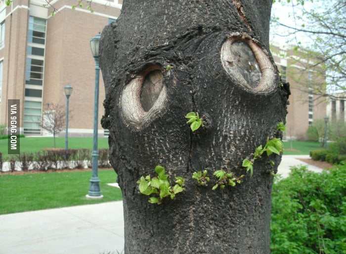 Tree herp derp - 9GAG