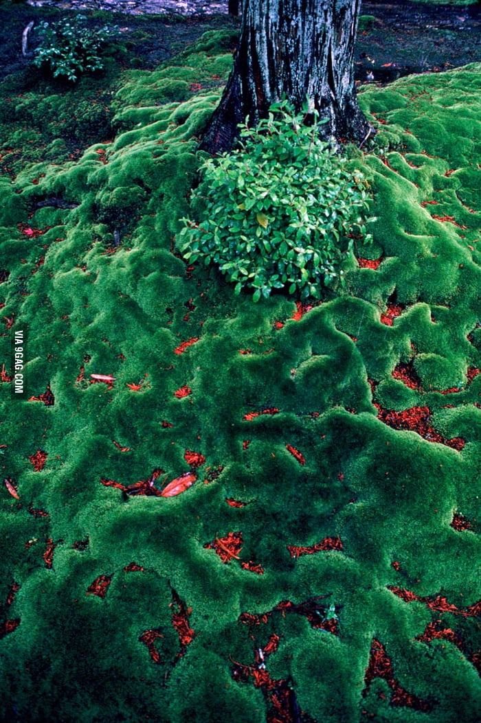 Awesome moss-full forest. - 9GAG