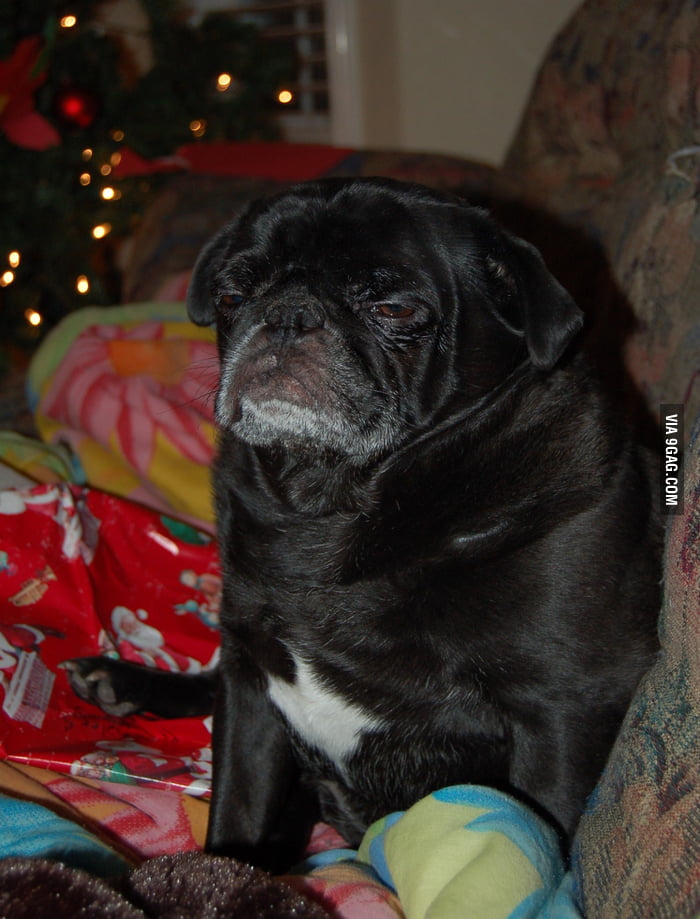 Angry Pug - 9GAG