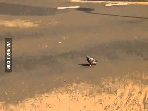 Badass pigeon - 9GAG