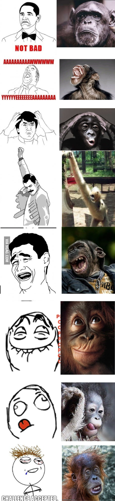 Ape Rage Faces - 9GAG