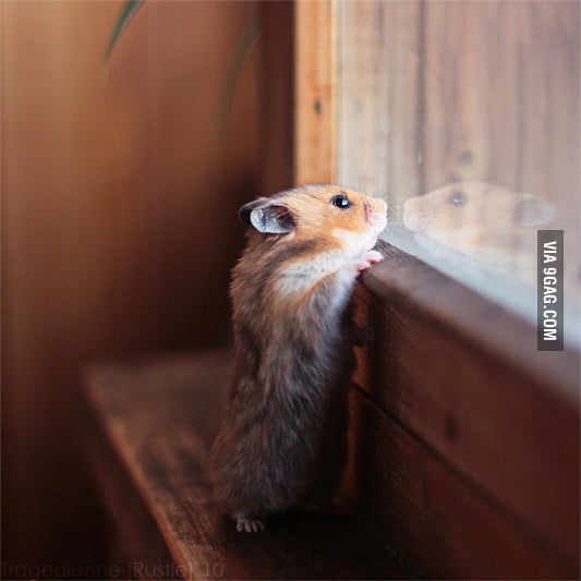 Hamster sad - 9GAG