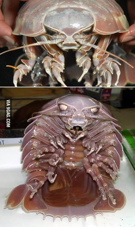 Giant Isopod as well known as: Alien - 9GAG