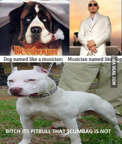 Beethoven and Pitbull [Fixed] - 9GAG