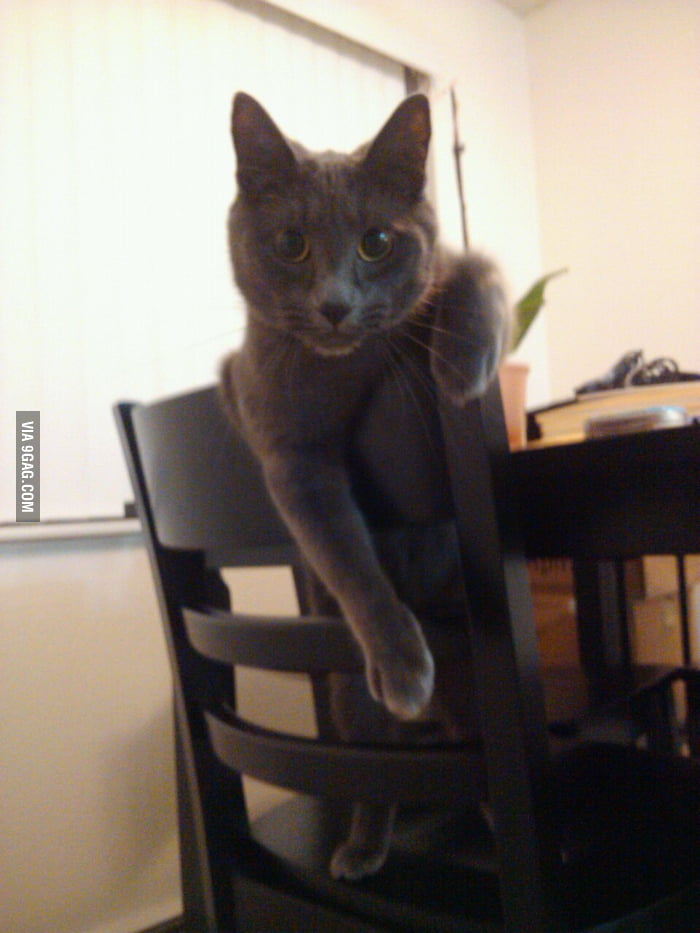 Bad-Ass Cat is Bad-Ass. - 9GAG