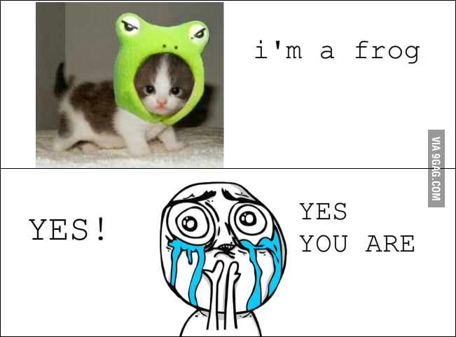 Frogcat - 9GAG