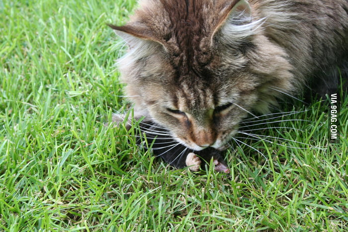 A cat eating a mole. Your argument is invalid. - 9GAG