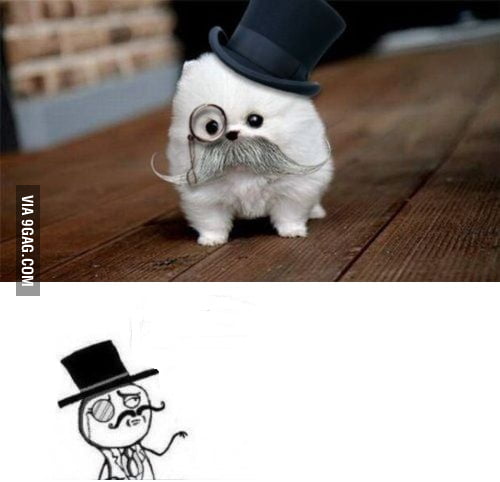 Fancy Cat meets Fancy Meme - 9GAG